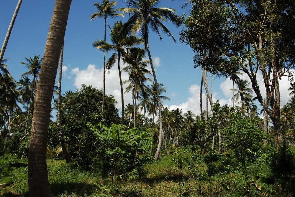 Zanzibar Island: Everything You need to Know - VAUNTE